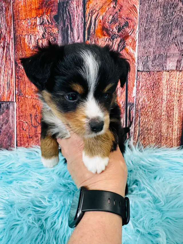 Berger australien toy ,miniature et standard | Dogs & Puppies for ...