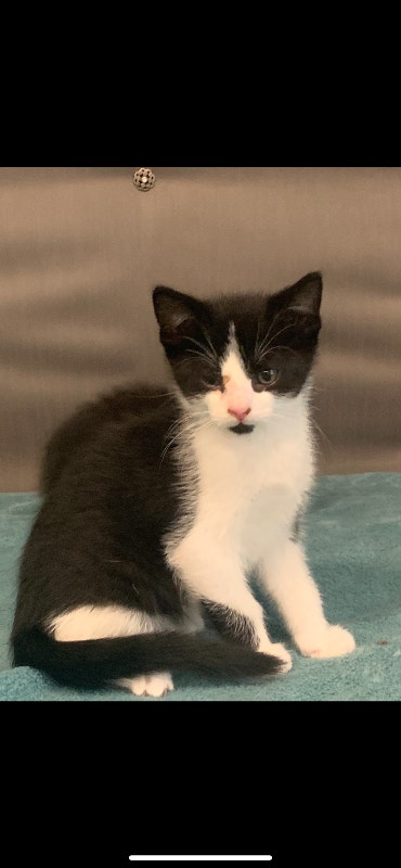 Gorgeous Kittens | Cats & Kittens for Rehoming | London | Kijiji