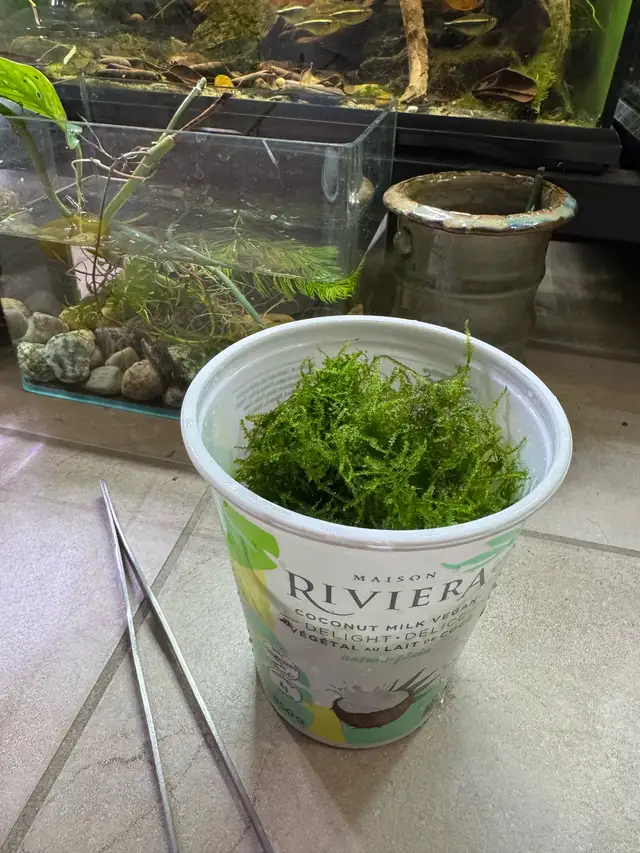 Christmas moss and a bit of narrow leaf Java fern | Fish for Rehoming ...