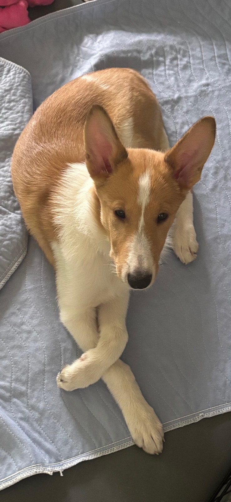 Smooth Collie - Sold | Dogs & Puppies for Rehoming | Barrie | Free ...
