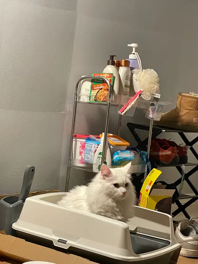 Looking for a new home for Choconut and Milky | Cats & Kittens for ...