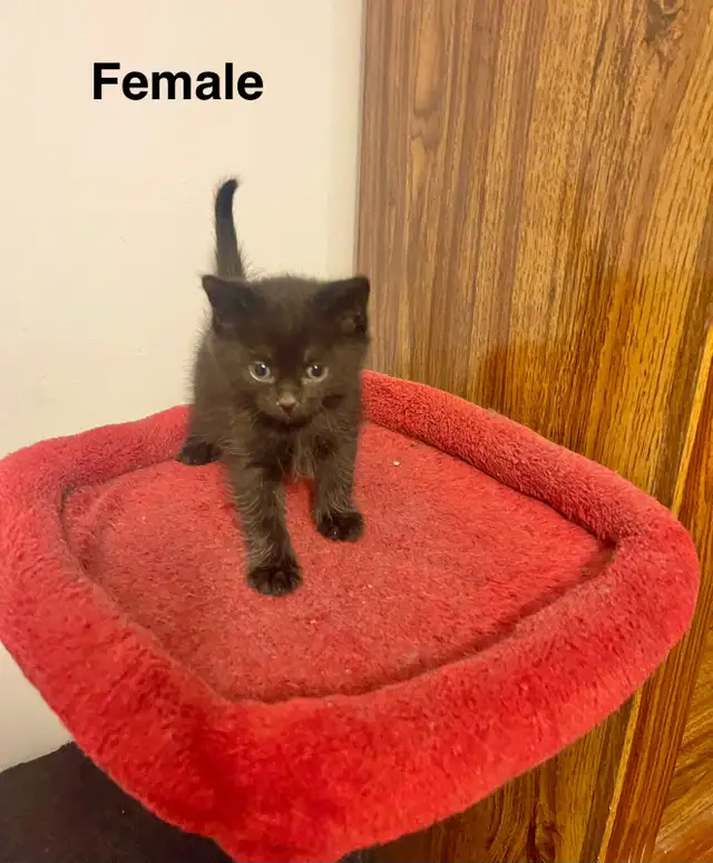 Kittens for adoption | Cats & Kittens for Rehoming | City of Toronto ...