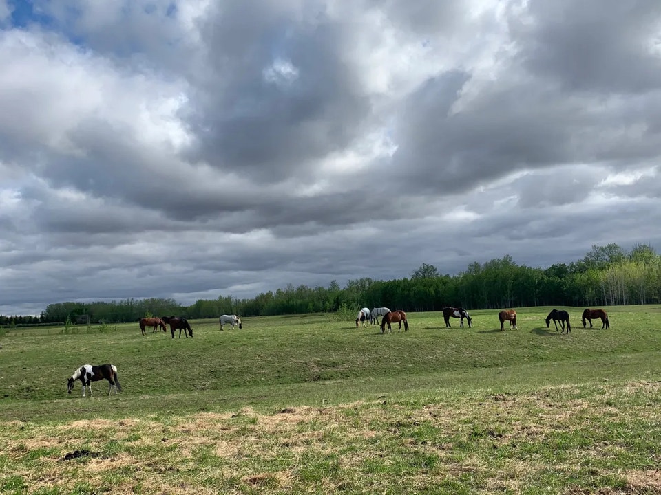 ISO: Lesson / Therapy horse for sale or lease | Horses & Ponies for ...