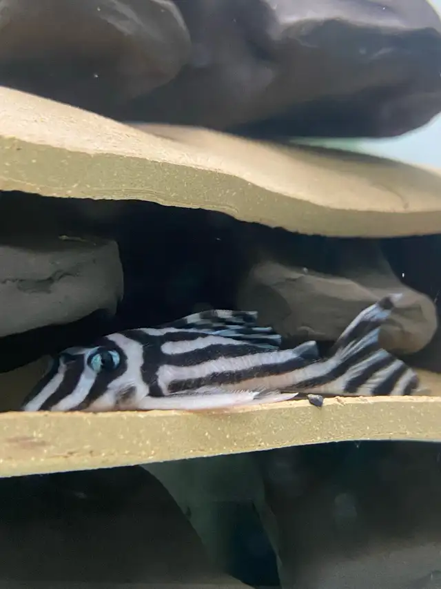 Tetras, barb,Cory,pleco,glo fish | Fish for Rehoming | Delta/Surrey ...