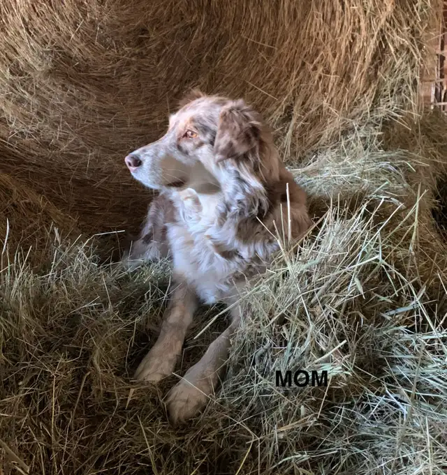 Australian Shepherd mix puppies | Dogs & Puppies for Rehoming | Barrie ...