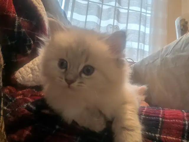 Ragdoll & Persian mix kittens | Cats & Kittens for Rehoming | Vancouver ...