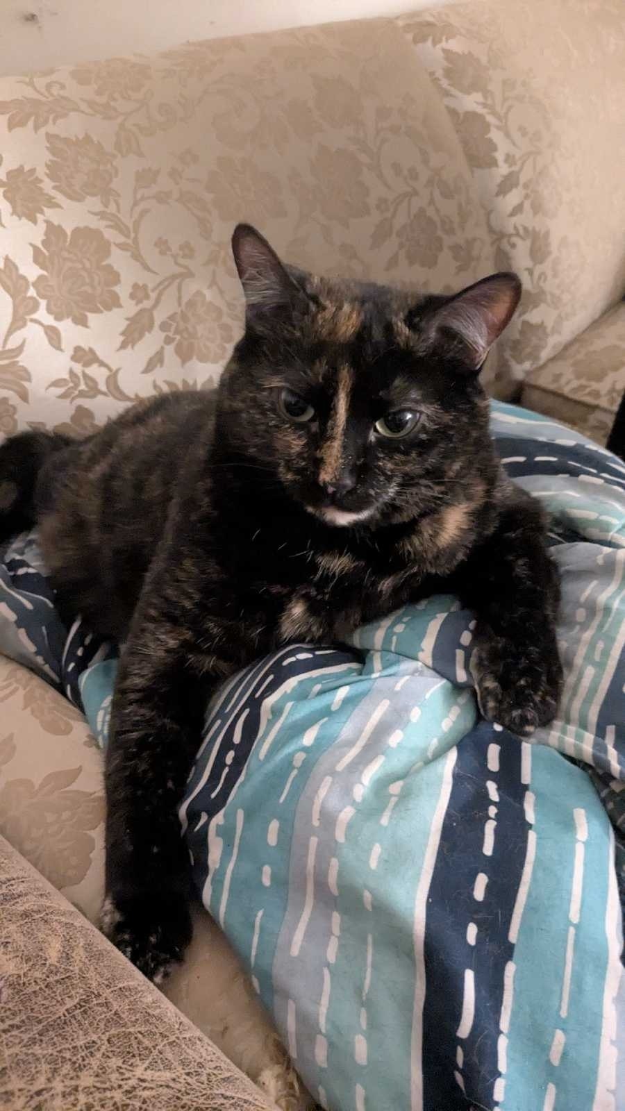 giving away cats Miley , Garfield and Cyrus for free | Cats & Kittens ...