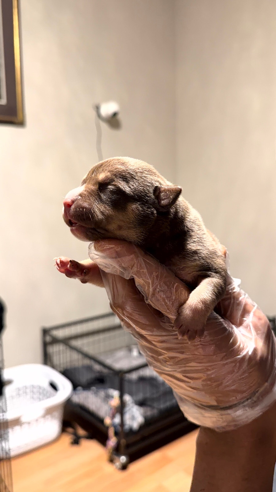 AMERICAN MICRO BULLY | Dogs & Puppies for Rehoming | City of Toronto ...