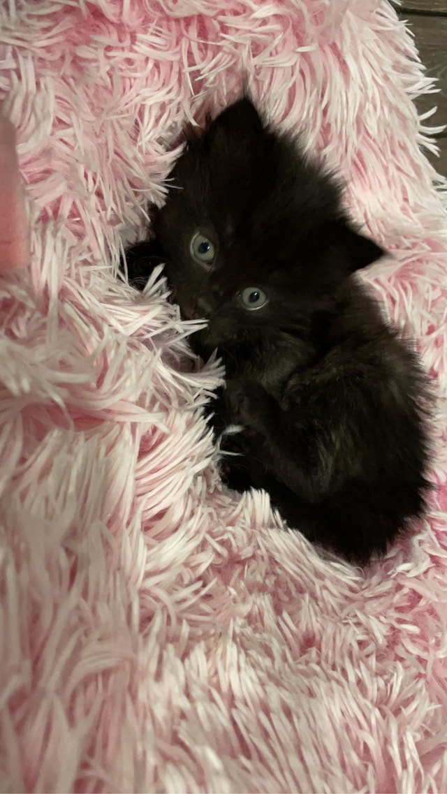 Kittens looking for new home(s) | Cats & Kittens for Rehoming | London ...