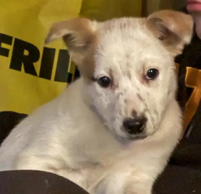 Gorgeous Red Heeler Puppy (undated Jan 12/26) | Dogs & Puppies for ...