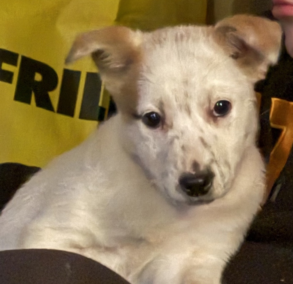 Gorgeous Red Heeler Puppy (undated Jan 12/26) | Dogs & Puppies for ...