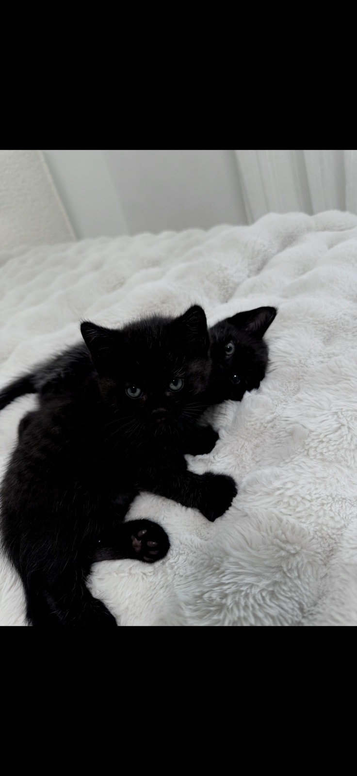 rag doll kitten | Cats & Kittens for Rehoming | City of Toronto | Free ...