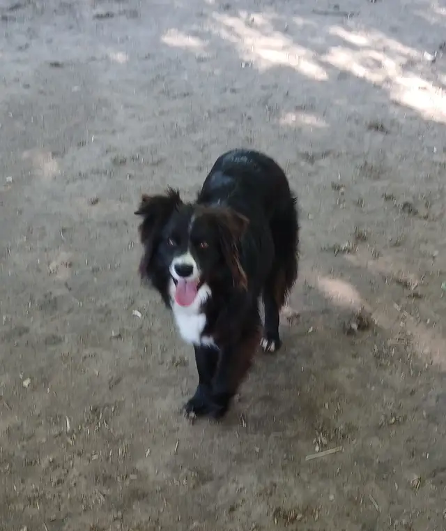 Chiots/adultes border collie et berger australien mini et toy | Dogs ...