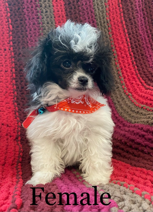 Poodle babies | Dogs & Puppies for Rehoming | Edmonton | Kijiji