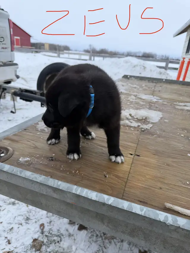 German Shepherd cross with great Pyrenees puppies for sale | Dogs ...