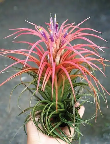 tillandsia plant | Plants, Fertilizer & Soil | City of Toronto | Free ...