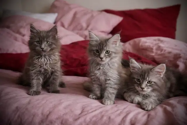 Beautiful Maine Coon x Kittens | Cats & Kittens for Rehoming | Calgary ...