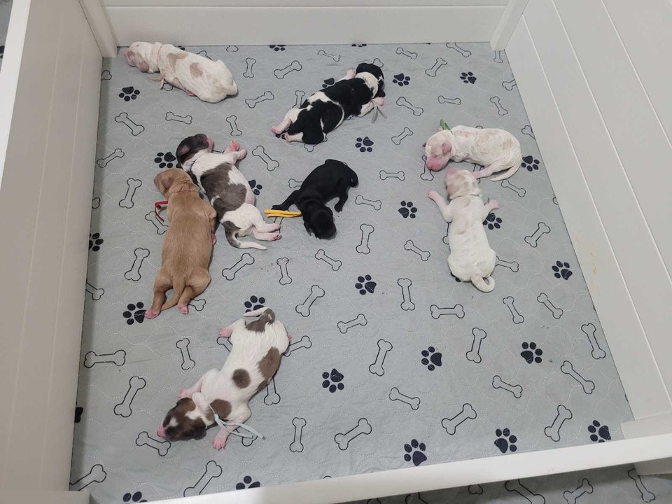 Moyen/Medium F1B Hypoallergenic Goldendoodles | Dogs & Puppies for ...