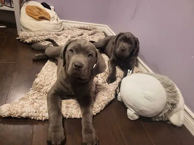 Cane Corso Puppies | Dogs & Puppies for Rehoming | Prince George | Free ...