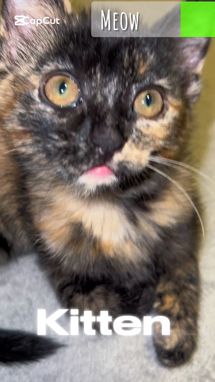 Shorthaired tabby’s | Cats & Kittens for Rehoming | Tricities/Pitt ...