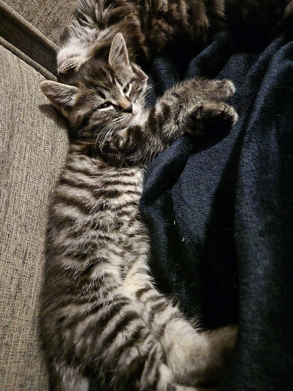 Adorable Kittens for adoption | Cats & Kittens for Rehoming | City of ...