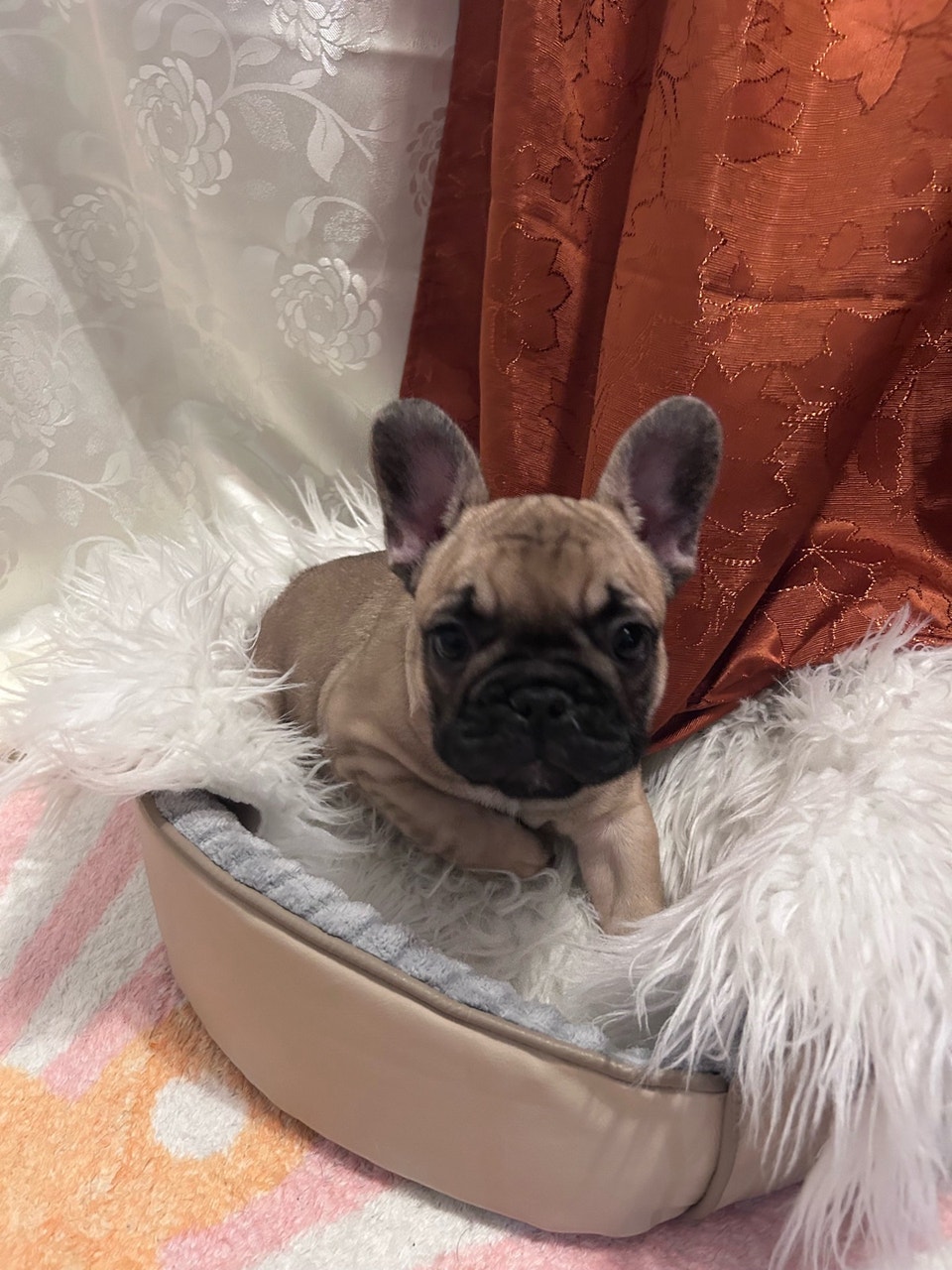 French bulldog puppies | Dogs & Puppies for Rehoming | Grande Prairie ...