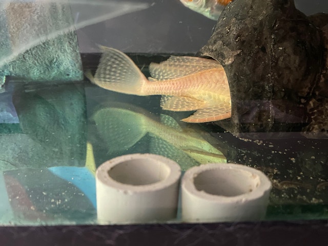 FREE AQUARIUMS WITH FISHES | Fish for Rehoming | Gatineau | Kijiji