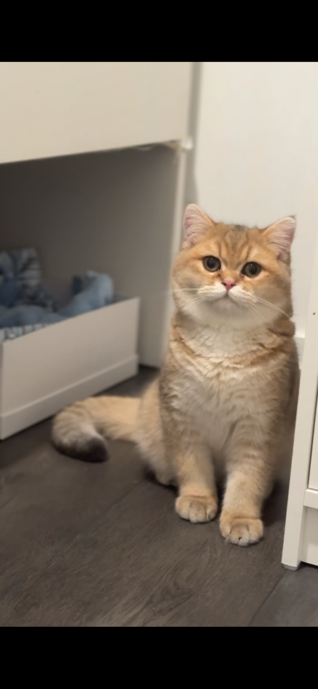 Beautiful Golden British Shorthair- Boy- Vaccinated and Neutered | Cats ...