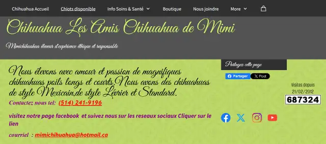 Chihuahua ️Mâle Mini ️Protection100%.GarantieTop Qualité★★★ | Dogs ...