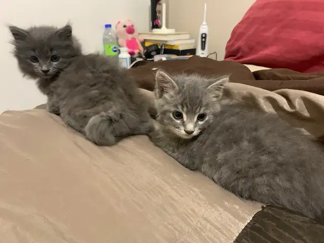 Siberian Blue Russian kittens (sale pending) | Cats & Kittens for ...