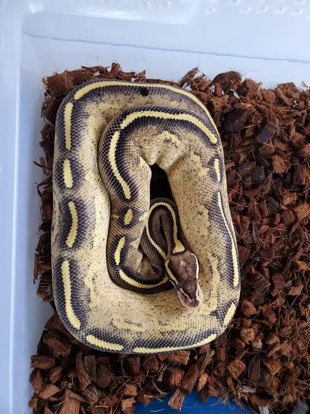 Ball Python’s | Reptiles & Amphibians for Rehoming | London | Free ...