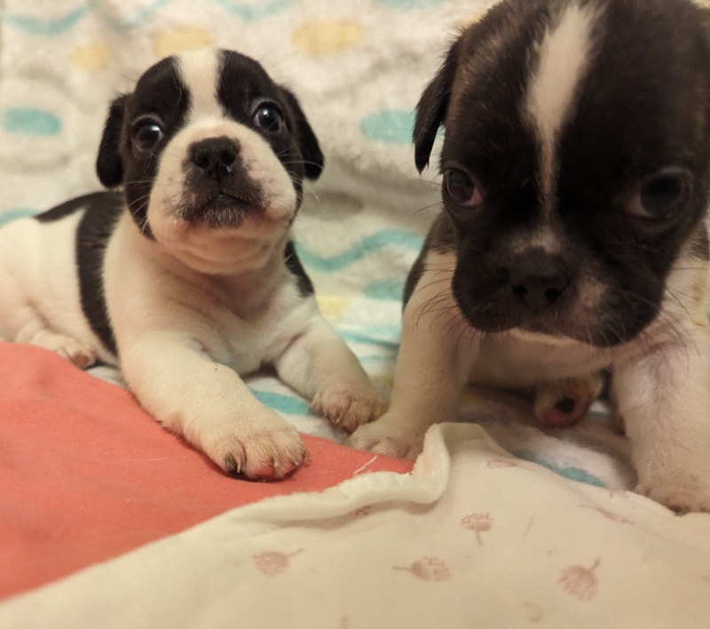 Frenchie Cross puppies | Dogs & Puppies for Rehoming | Ottawa | Kijiji