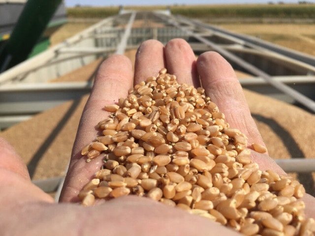 AAC Iceberg Hard White Spring Wheat Seed - Certified Seed | Other ...