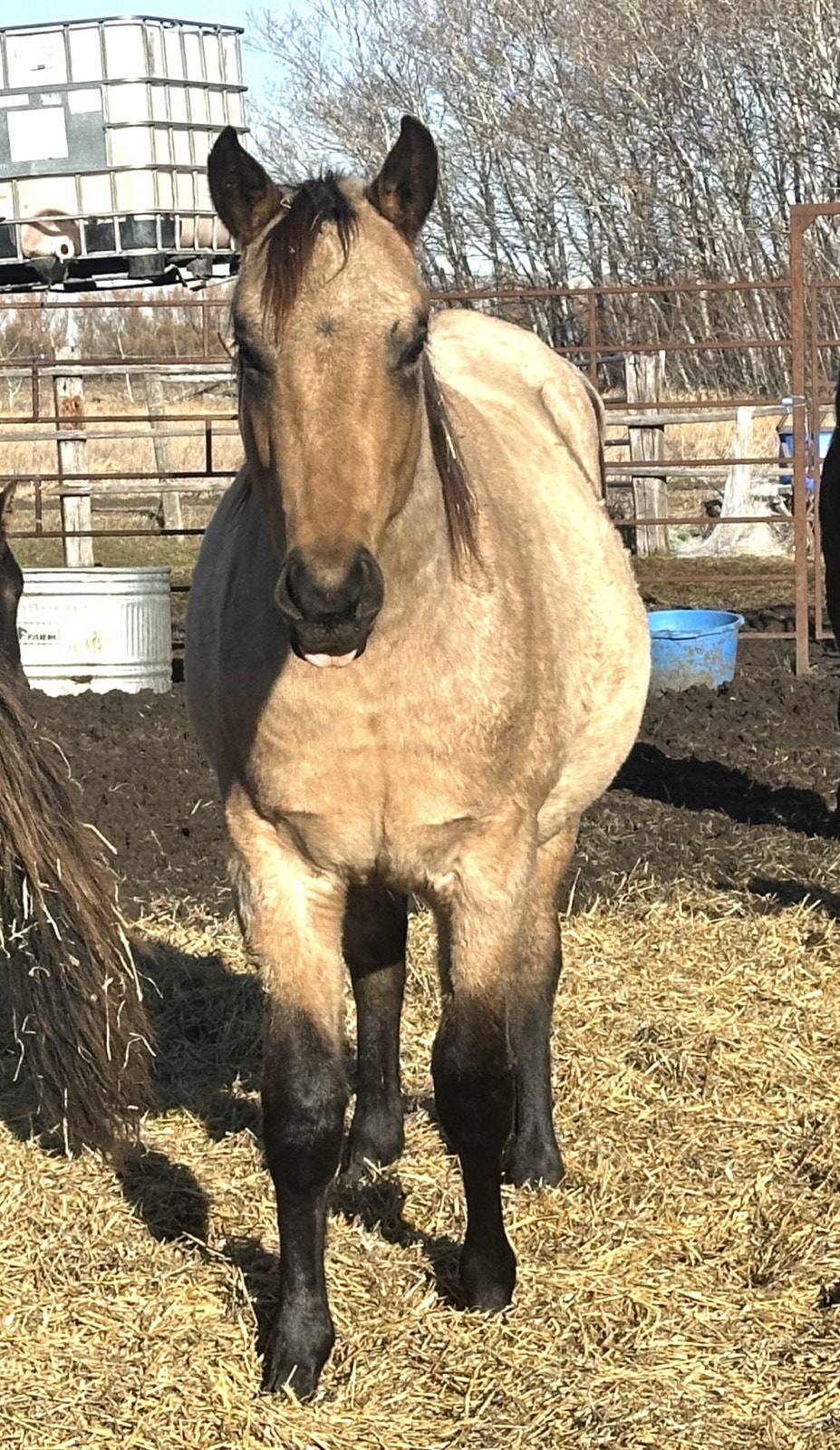Buckskin roan colt coming 2 | Horses & Ponies for Rehoming | Saskatoon | Free local classifieds ...