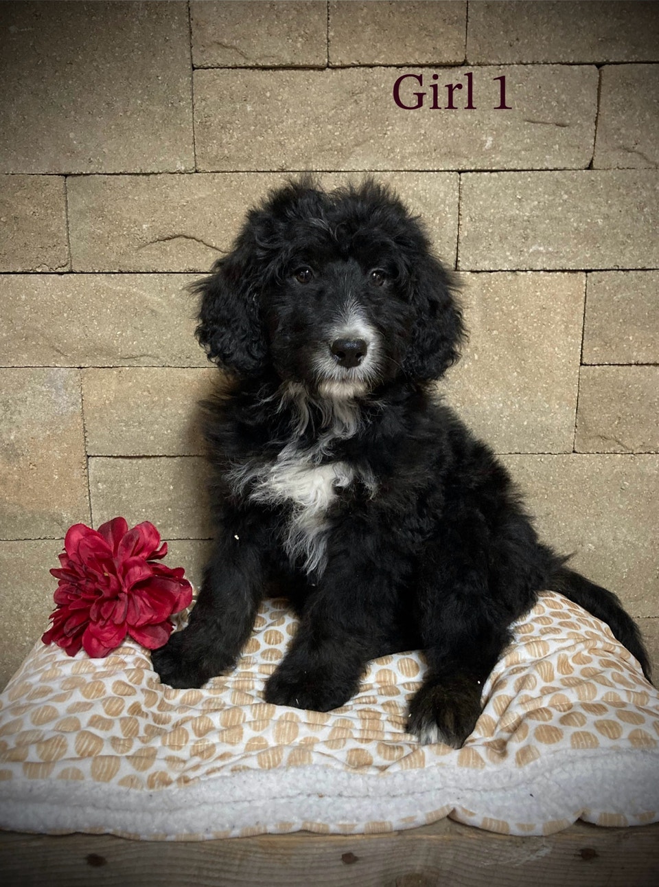Beautiful Bernedoodle Puppies | Dogs & Puppies for Rehoming | Pembroke ...
