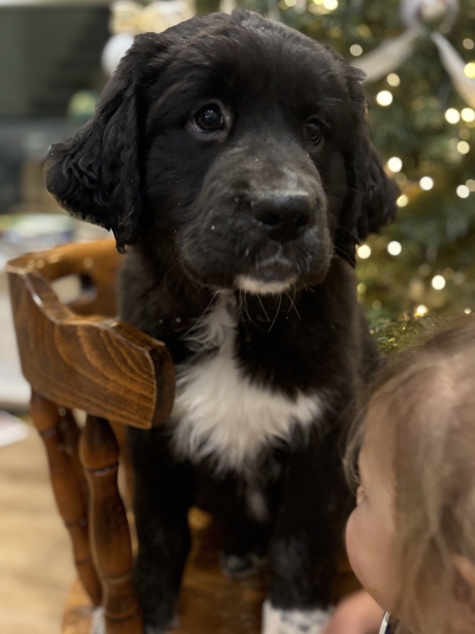 ***REDUCED***Great Pyredane / Dane / Pyrenees | Dogs & Puppies for ...