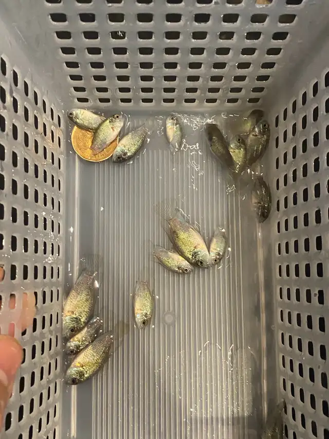 iso yellow lab , angelfish, blue acara fry | Fish for Rehoming | City ...