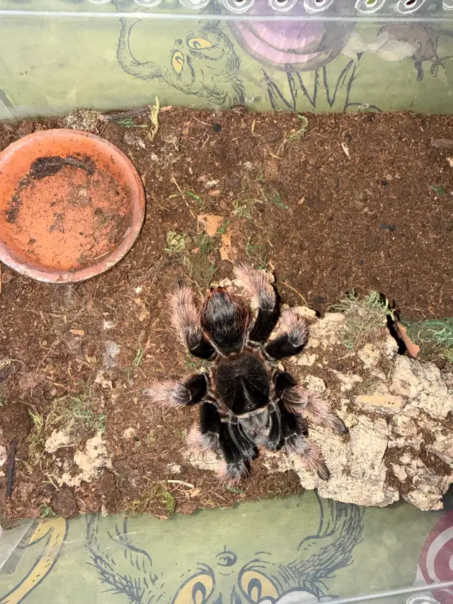 Female Brachypelma Klaasi | Reptiles & Amphibians for Rehoming ...