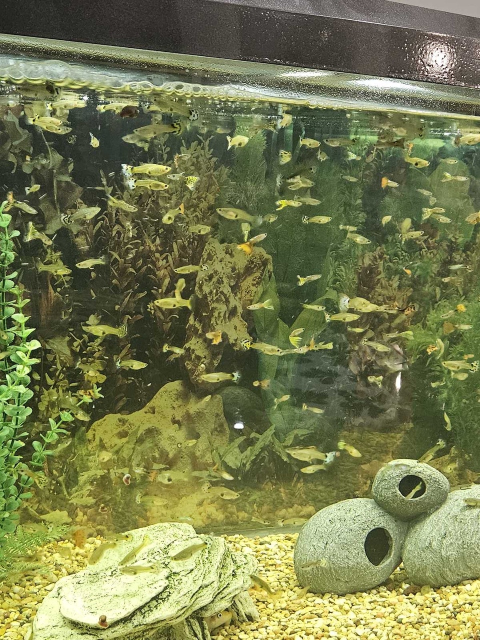 Fancy Guppy Fish | Fish for Rehoming | St. Catharines | Free local ...