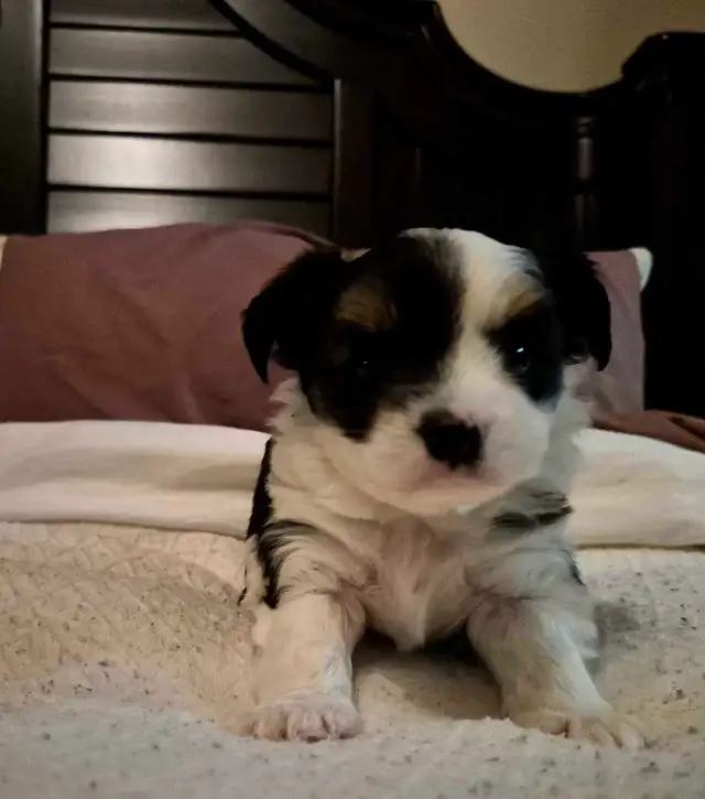 ***Yaussie Valentines Day Puppies*** | Dogs & Puppies for Rehoming ...