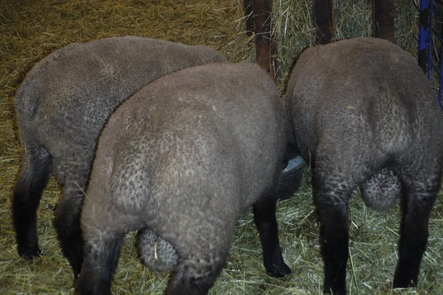 Suffolk Purebred Sheep | Livestock | London | Kijiji Suffolk Purebred Sheep | Livestock | London | Kijiji
