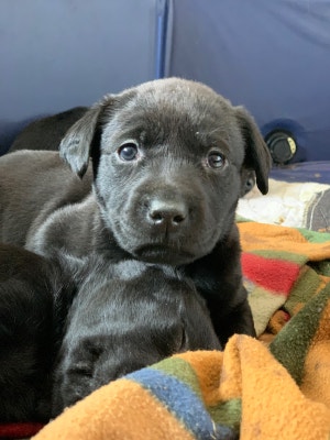 Bird Dog | Adopt or Rehome Pets Locally in Alberta | Kijiji Classifieds