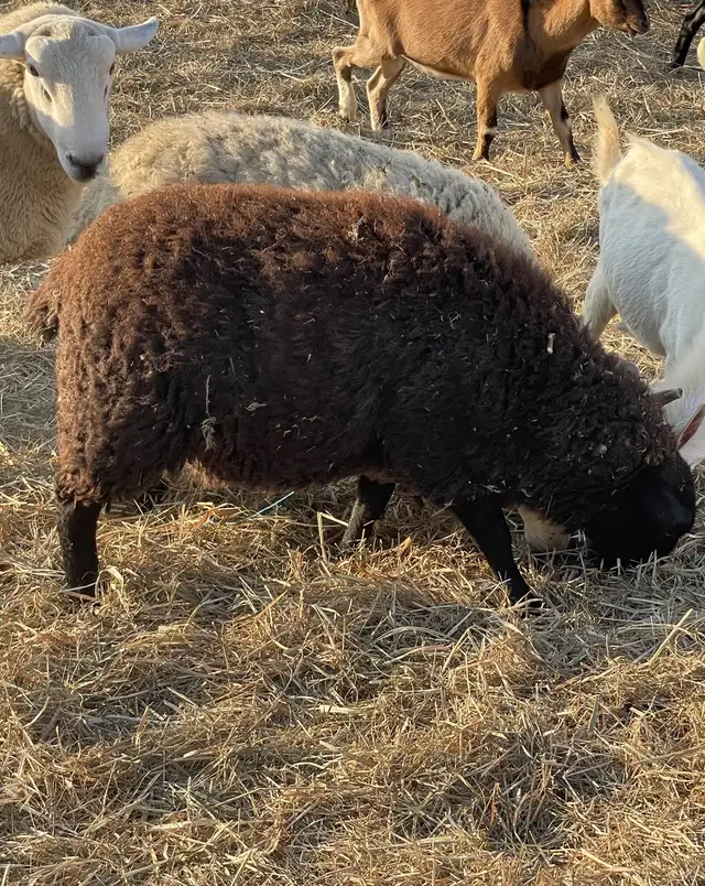 small group of sheep | Livestock | Napanee | Free local classifieds ...