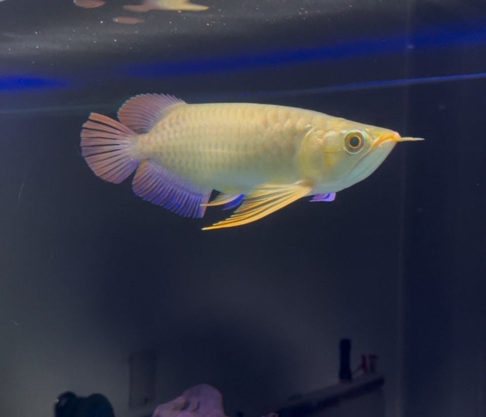 Arowana chilli red Grade AAA | Fish for Rehoming | City of Montréal ...