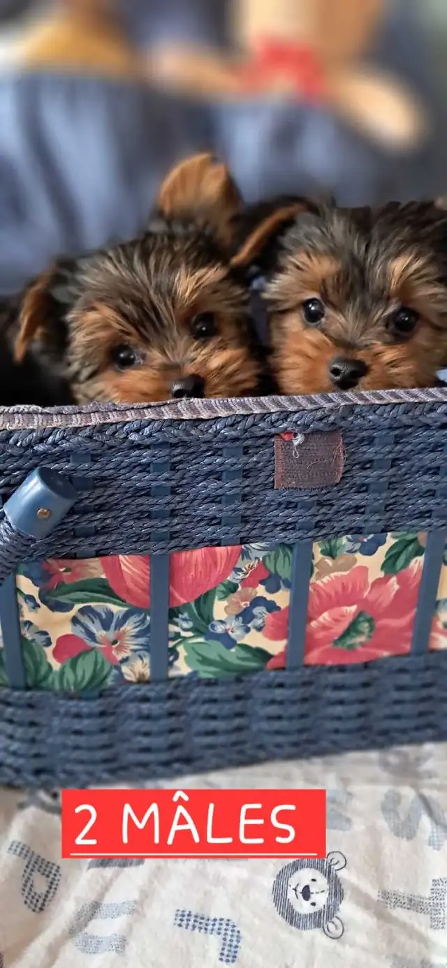 CHIOTS YORKSHIRE À VENDRE | Dogs & Puppies for Rehoming | Gatineau ...