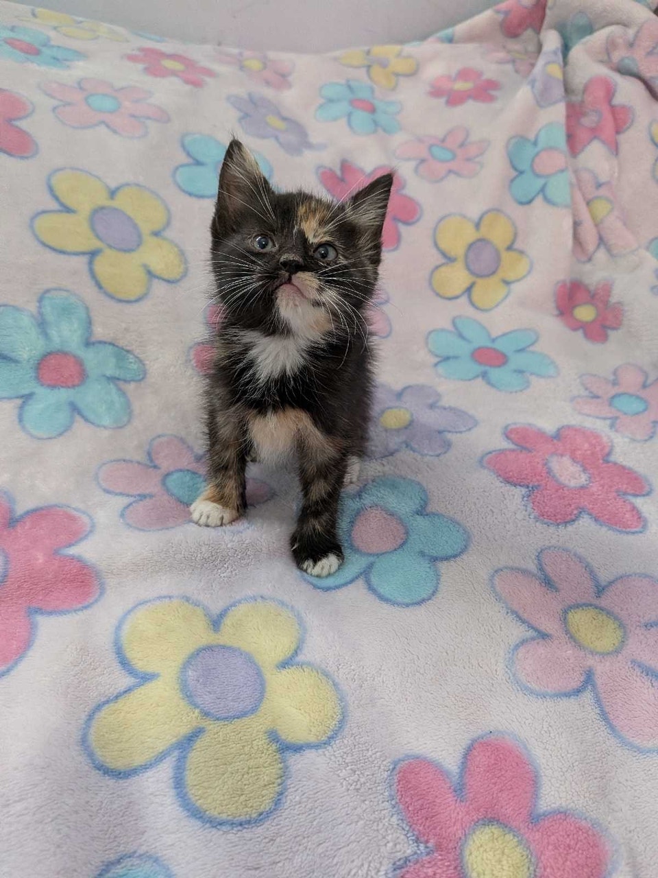 Calico KITTEN (last one) | Cats & Kittens for Rehoming | Nanaimo | Free ...