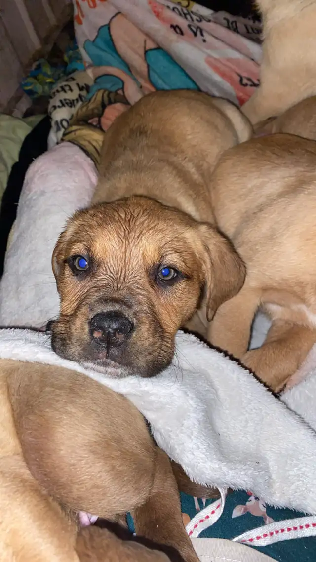 French mastiff crossed with blue heeler | Dogs & Puppies for Rehoming ...