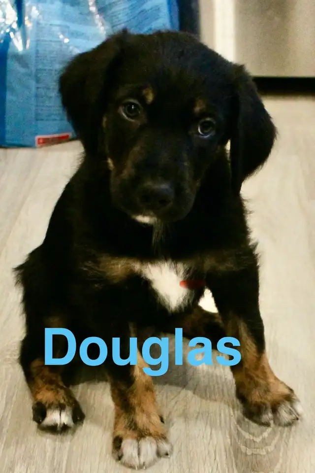 Wolfhound-Doodle / Blue Heeler-Border Collies | Dogs & Puppies for ...