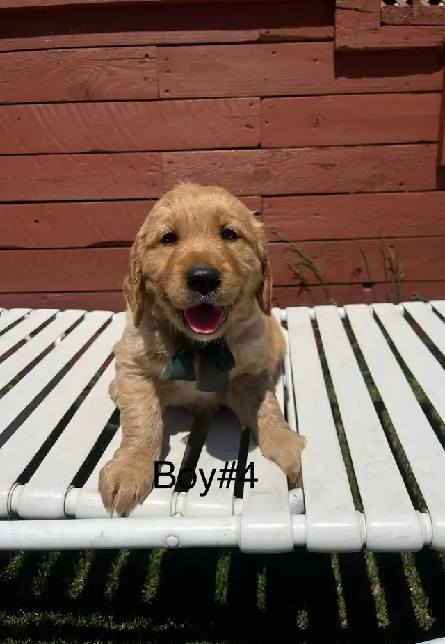 Pure Golden Retriever Puppies for Sale!! | Dogs & Puppies for Rehoming ...