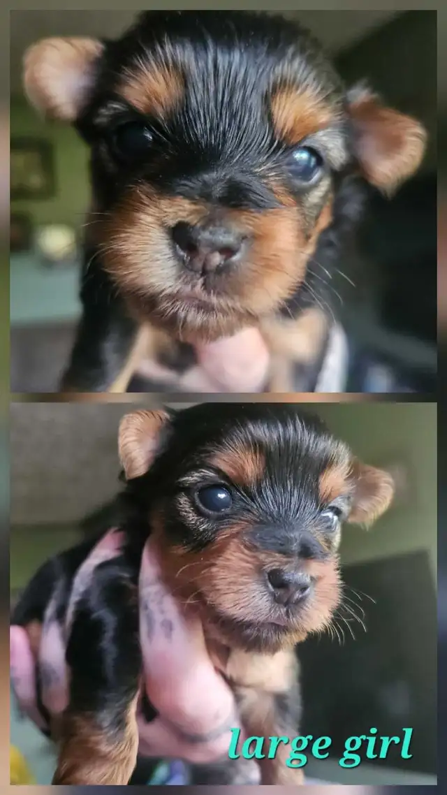 Yorkie Puppies | Dogs & Puppies for Rehoming | New Glasgow | Free local ...